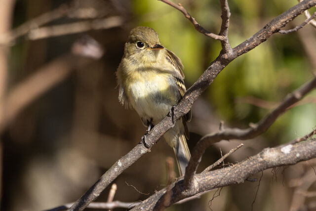 Western Flycatcher