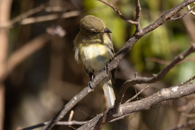 Western Flycatcher