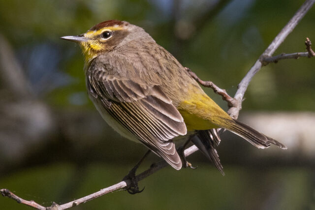 Palm Warbler