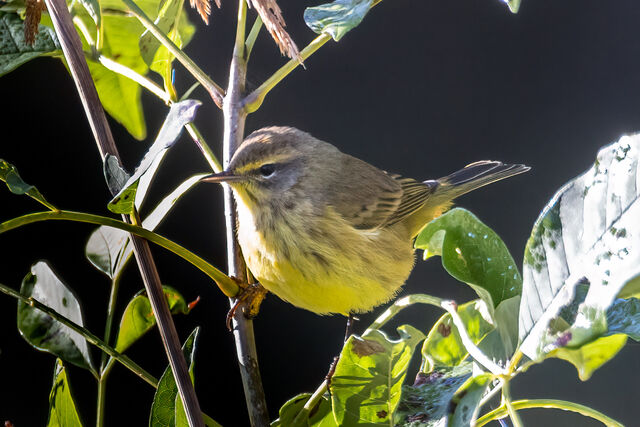 Palm Warbler