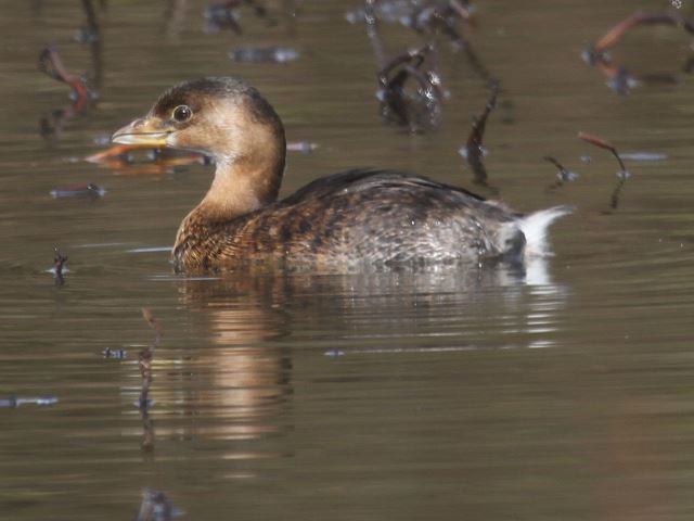 Pied-billed Grebe