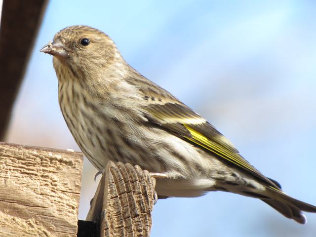 Pine Siskins