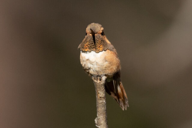 Rufous Hummingbird
