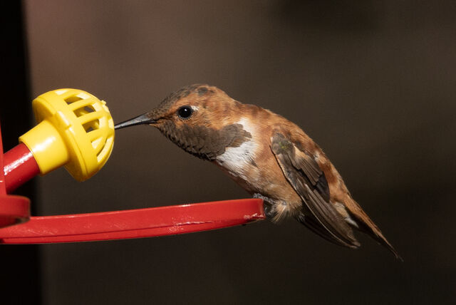 Rufous Hummingbird