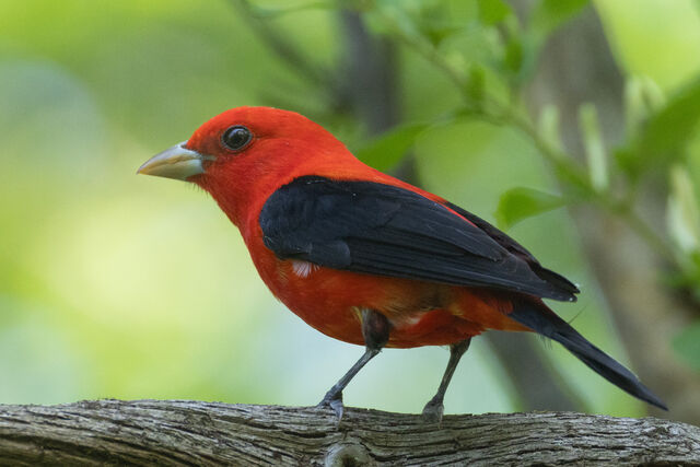 Scarlet Tanager