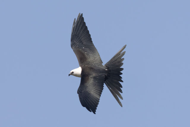 Swallow-tailed Kite