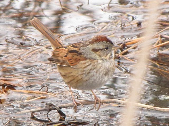 Swamp Sparrow