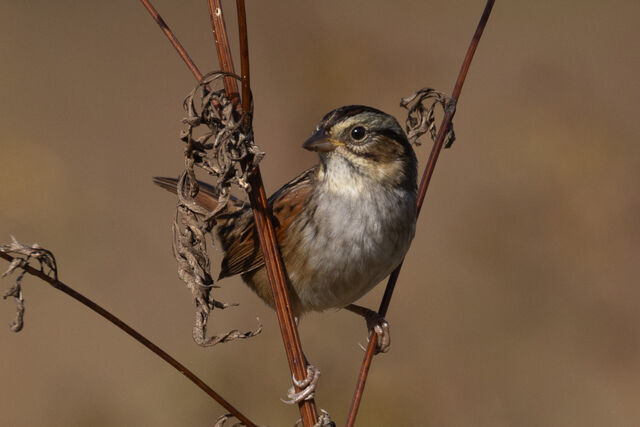 Swamp Sparrow