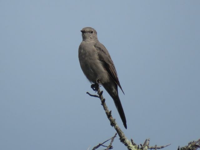 Townsend's Solitaire