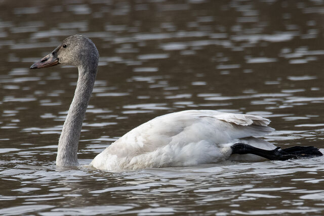 Tundra Swan