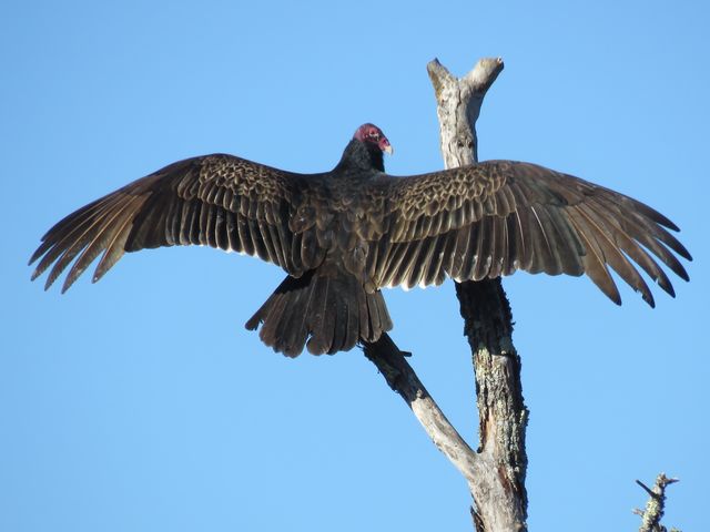Turkey Vulture