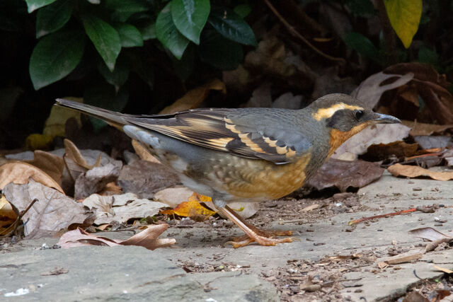 Varied Thrush