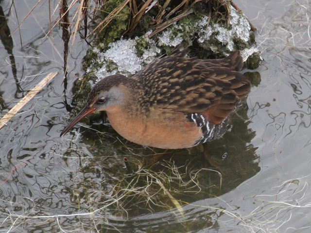 Virginia Rail