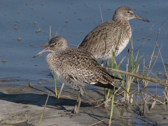Willets