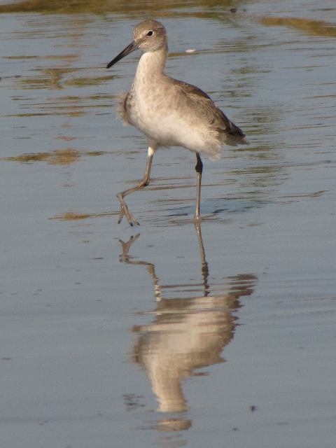 Willet (presumed Western Willet)