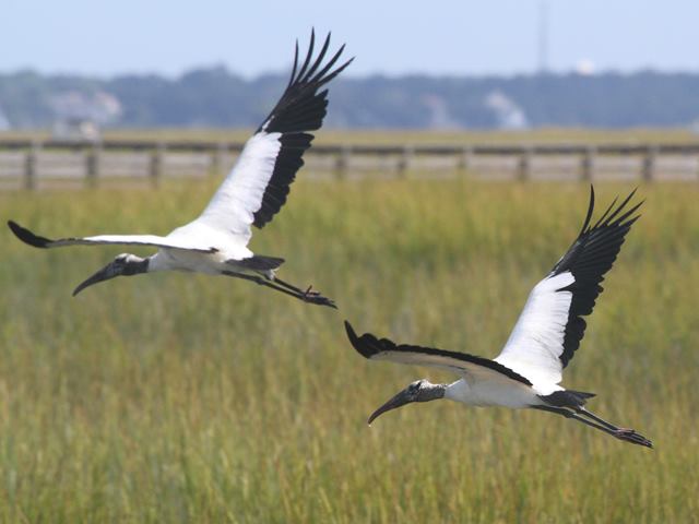 Wood Storks