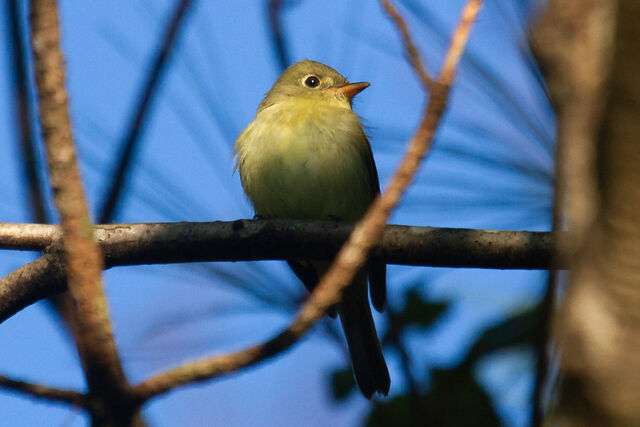 Yellow-bellied Flycatcher