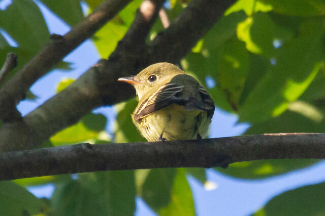 Yellow-bellied Flycatcher