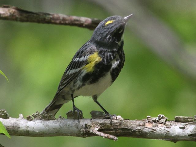 Yellow-rumped Warbler