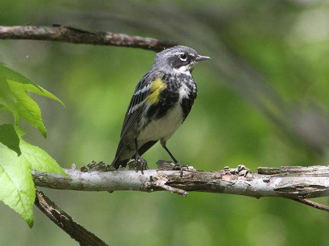 Yellow-rumped Warbler