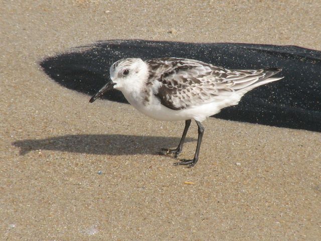 Sanderling