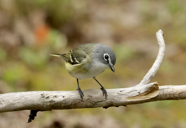 Blue-headed Vireo