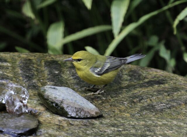Blue-winged Warbler