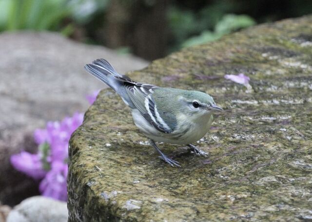 Cerulean Warbler