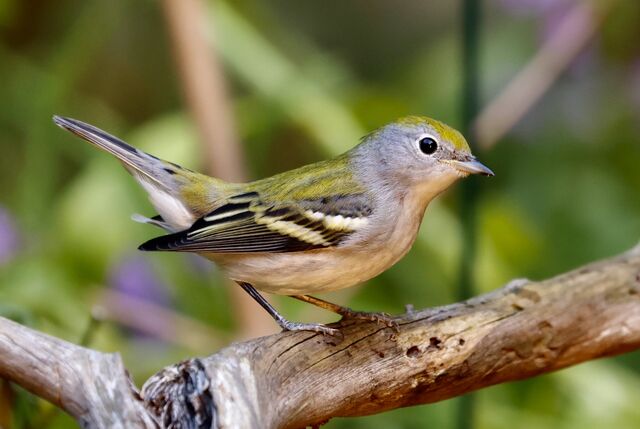 Chestnut-sided Warbler