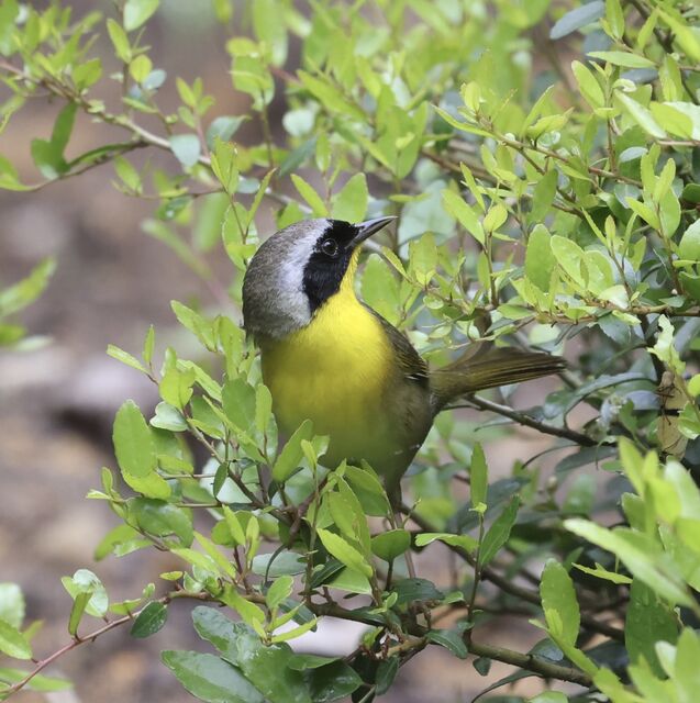 Common Yellowthroat