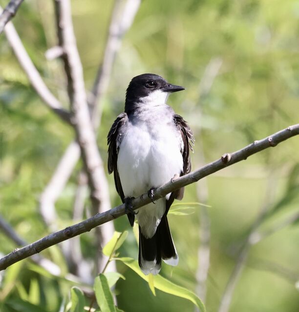 Eastern Kingbird
