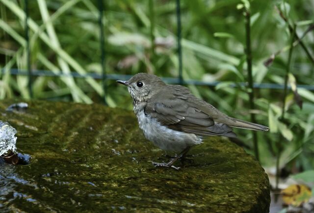 Gray-cheeked Thrush
