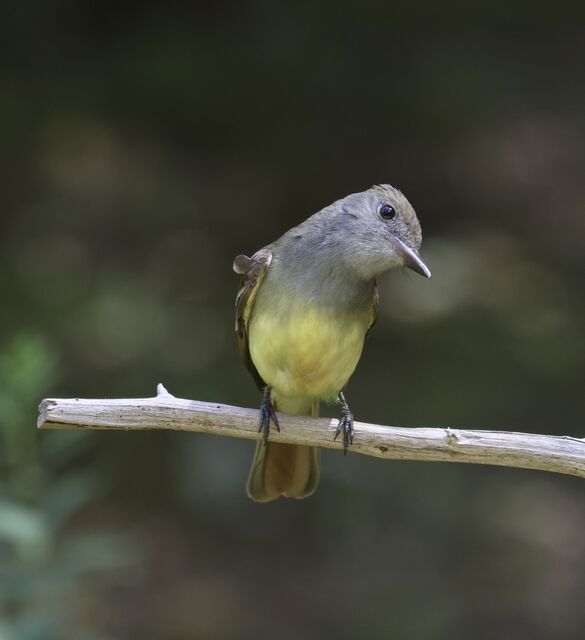 Great Crested Flycatcher