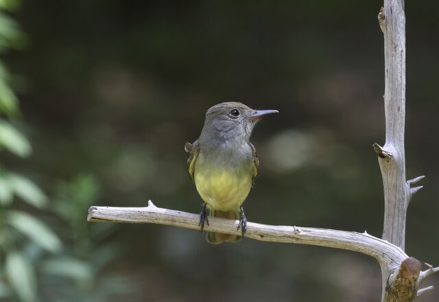Great Crested Flycatcher