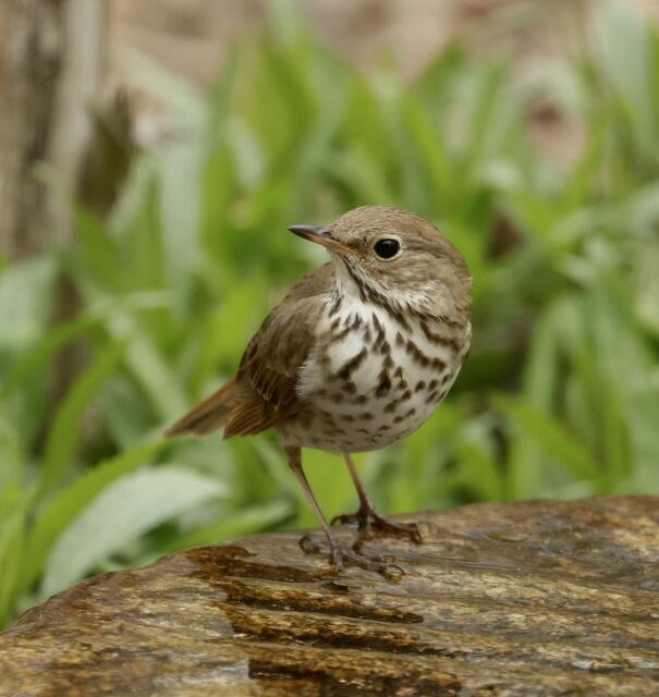 Hermit Thrush