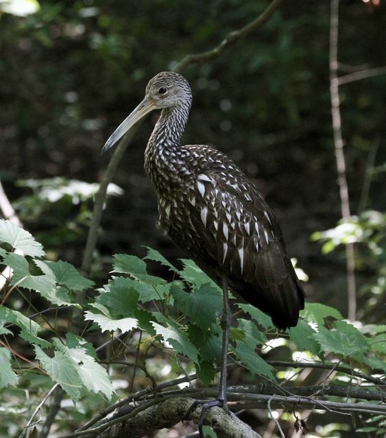 Limpkin