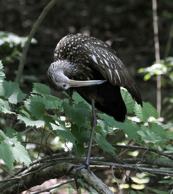 Limpkin