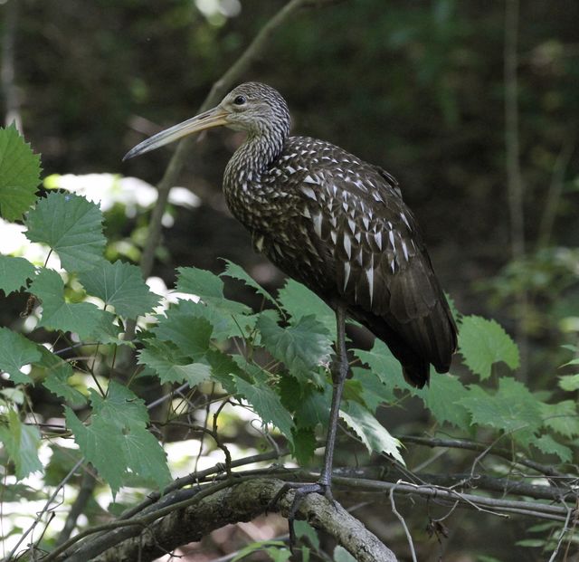 Limpkin