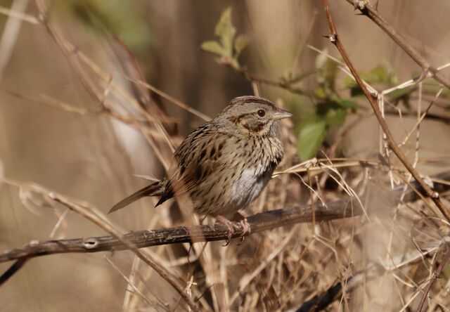 Lincoln's Sparrow