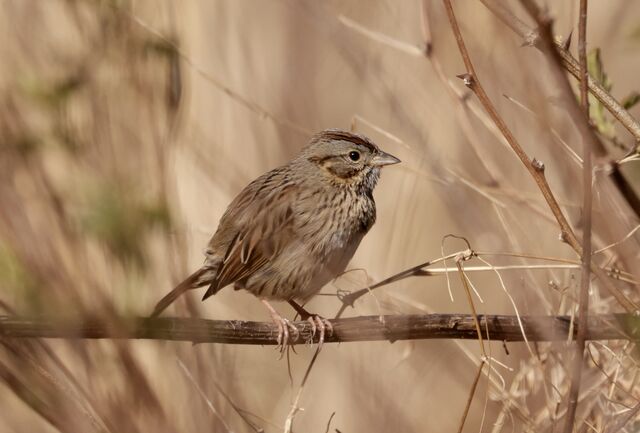 Lincoln's Sparrow