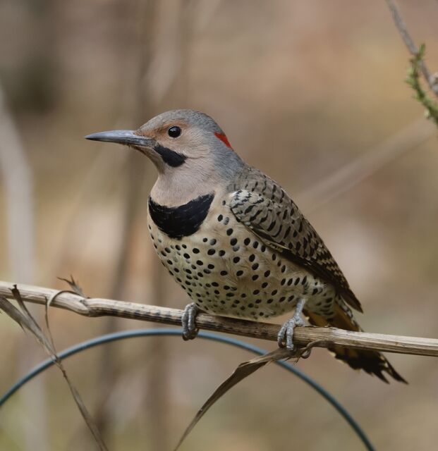 Northern Flicker