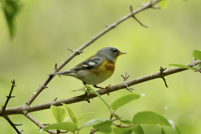 Northern Parula