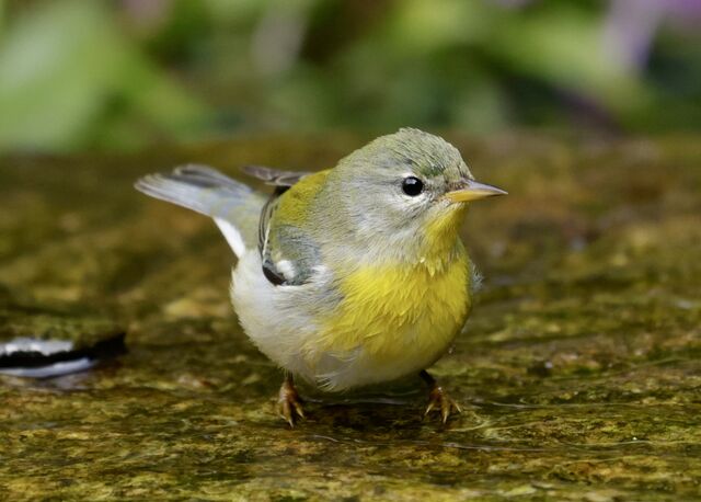 Northern Parula