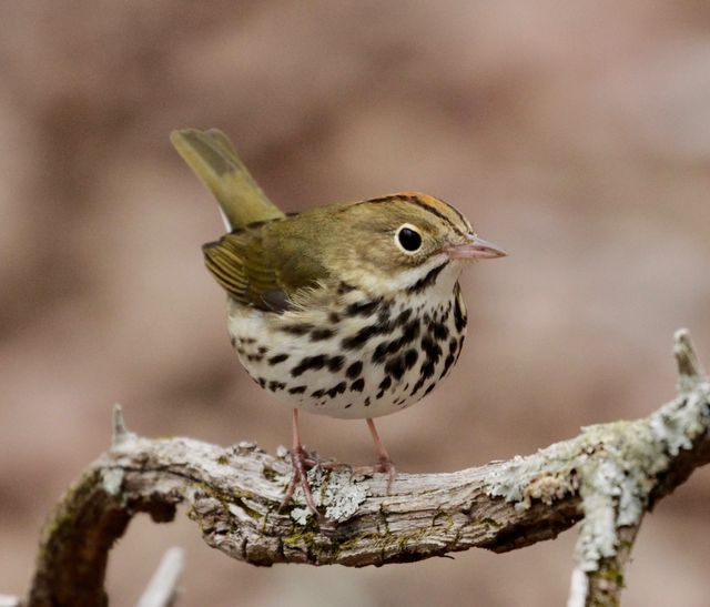 Ovenbird
