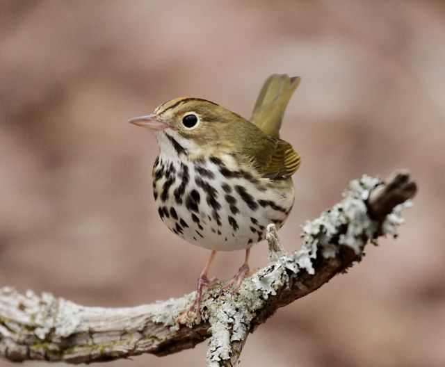 Ovenbird