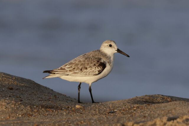 Sanderling