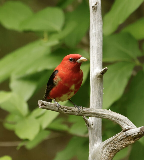 Scarlet Tanager