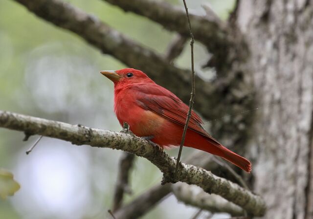 Summer Tanager