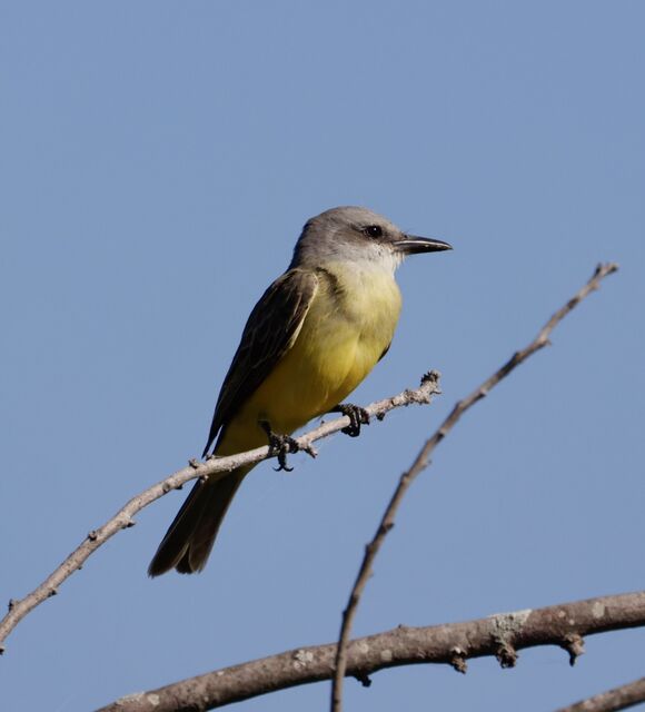 Tropical Kingbird