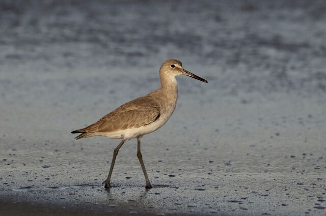 Willet
